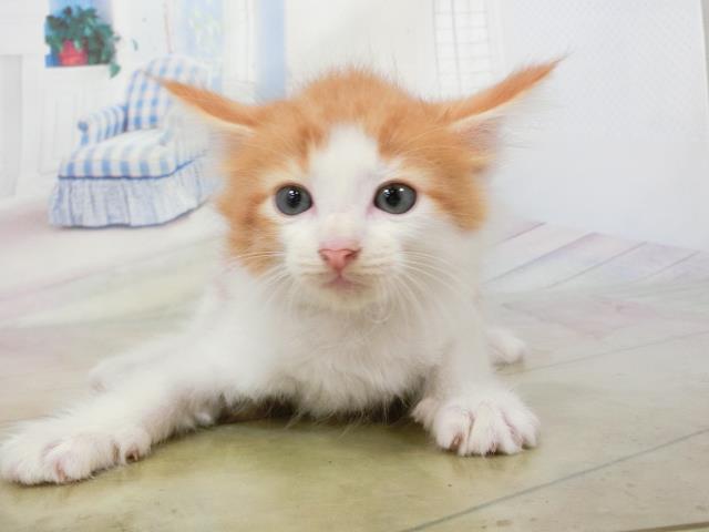 ペットショップCoo＆RIKU | ノルウェージャン・フォレストキャット