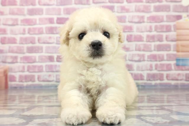 秦野店のご案内 | 秦野市落合 | ペットショップCoo&RIKU