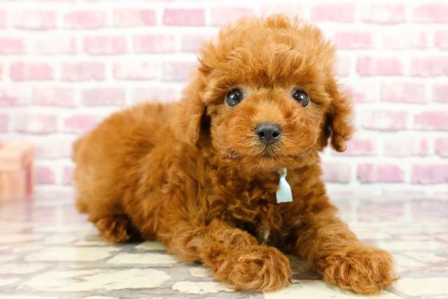 ワンちゃん・ネコちゃん(子犬・子猫)検索結果 | ペットショップCoo＆RIKU