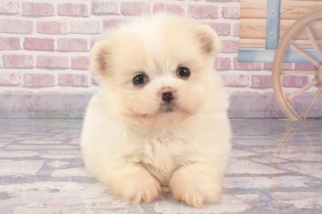 関西のペットショップを探す|子犬や子猫探しならpetmi