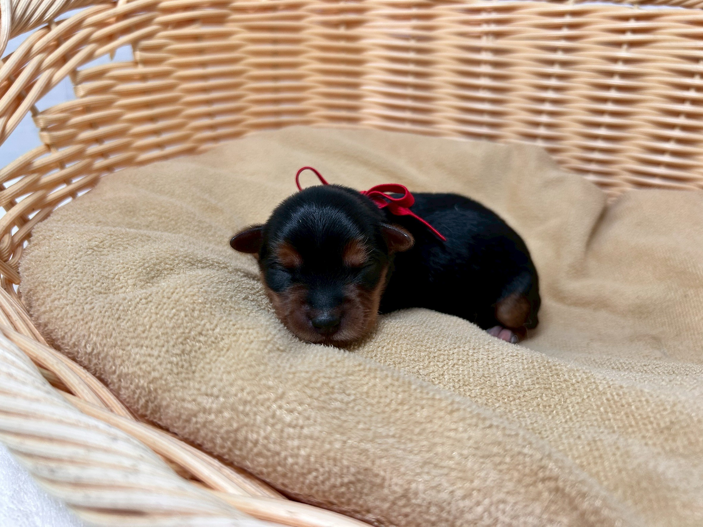 ジャックラッセルテリアの赤ちゃん｜ペットショップCoo＆RIKU