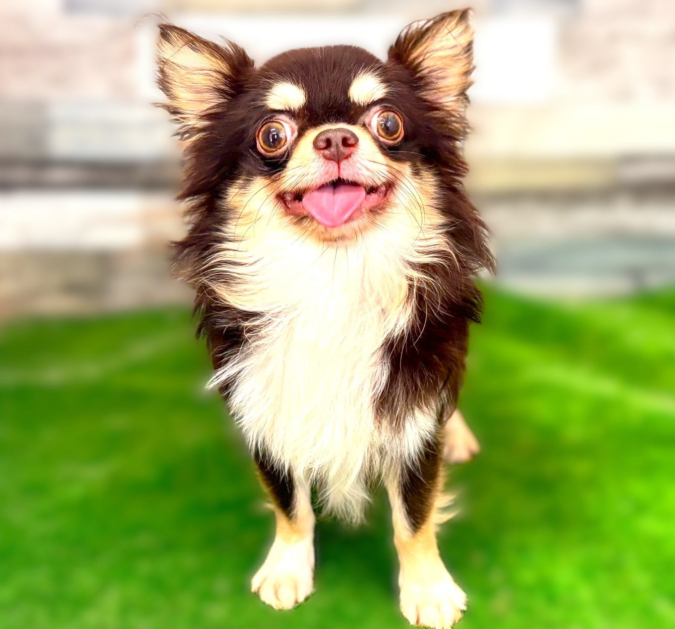 チワワ（ロングコート）の赤ちゃん｜ペットショップCoo＆RIKU