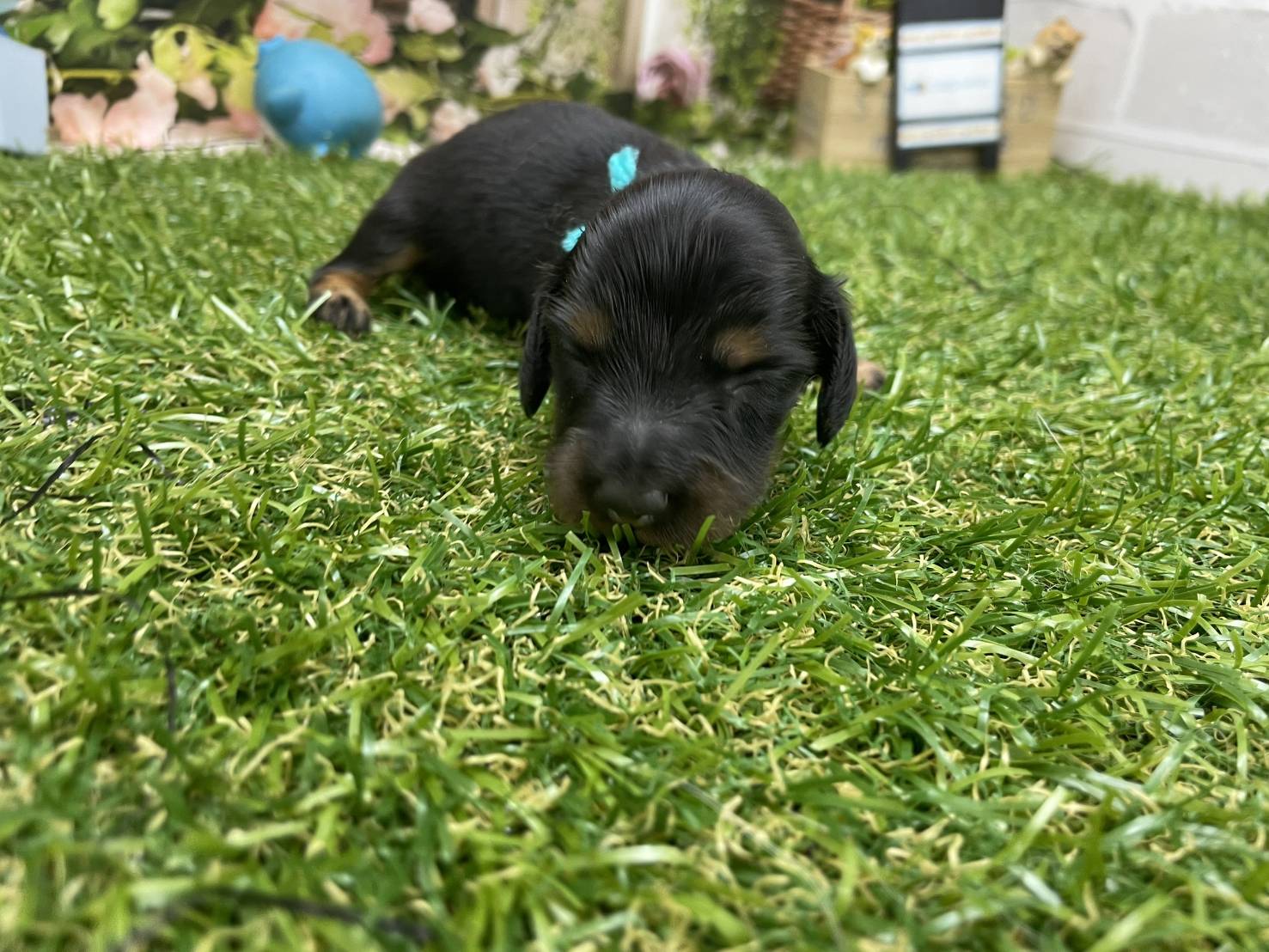 ミニチュア・ダックスフンドの赤ちゃん（オス♂）｜ペットショップCoo＆RIKU