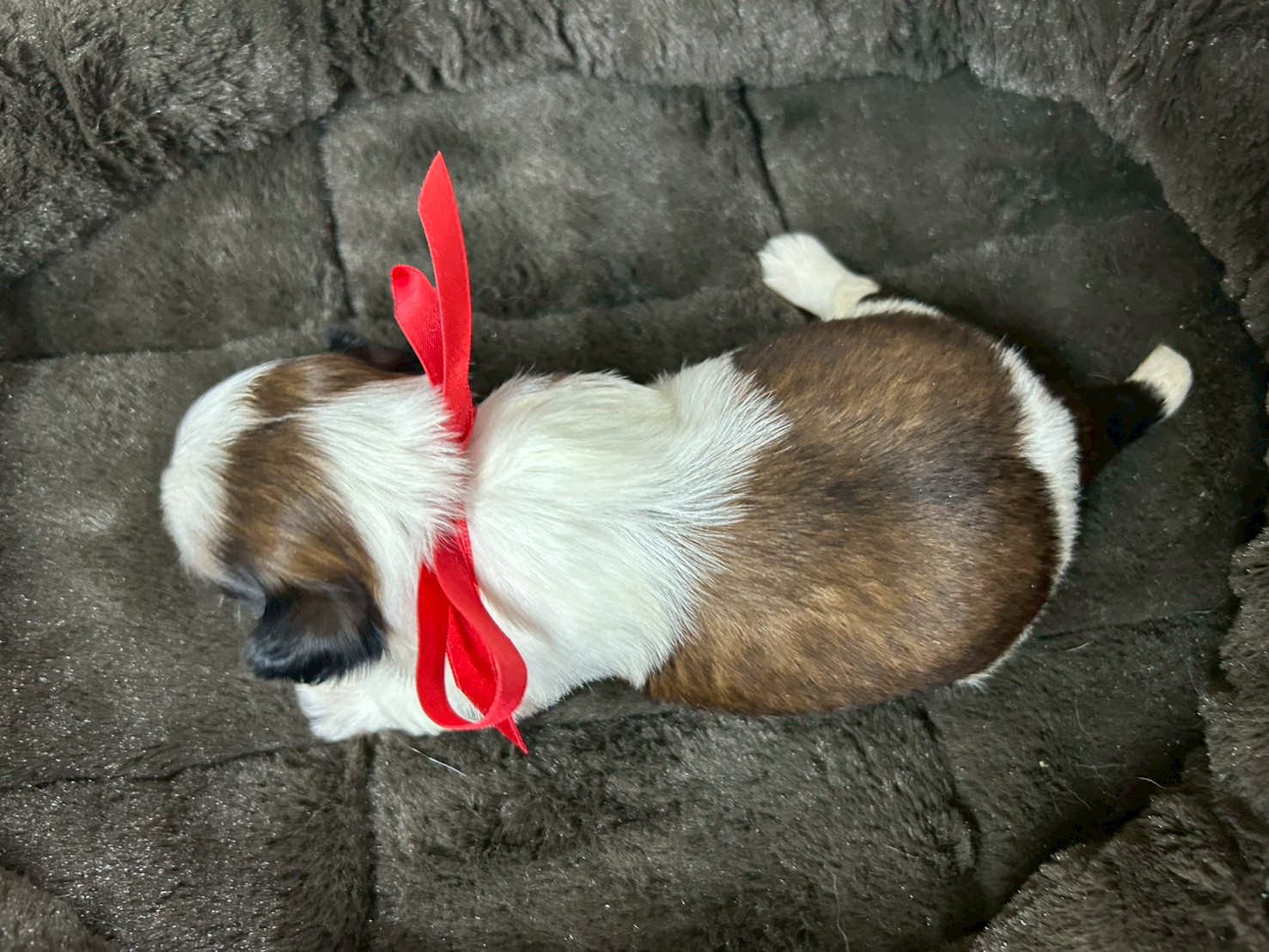 シーズーの赤ちゃん｜ペットショップCoo＆RIKU