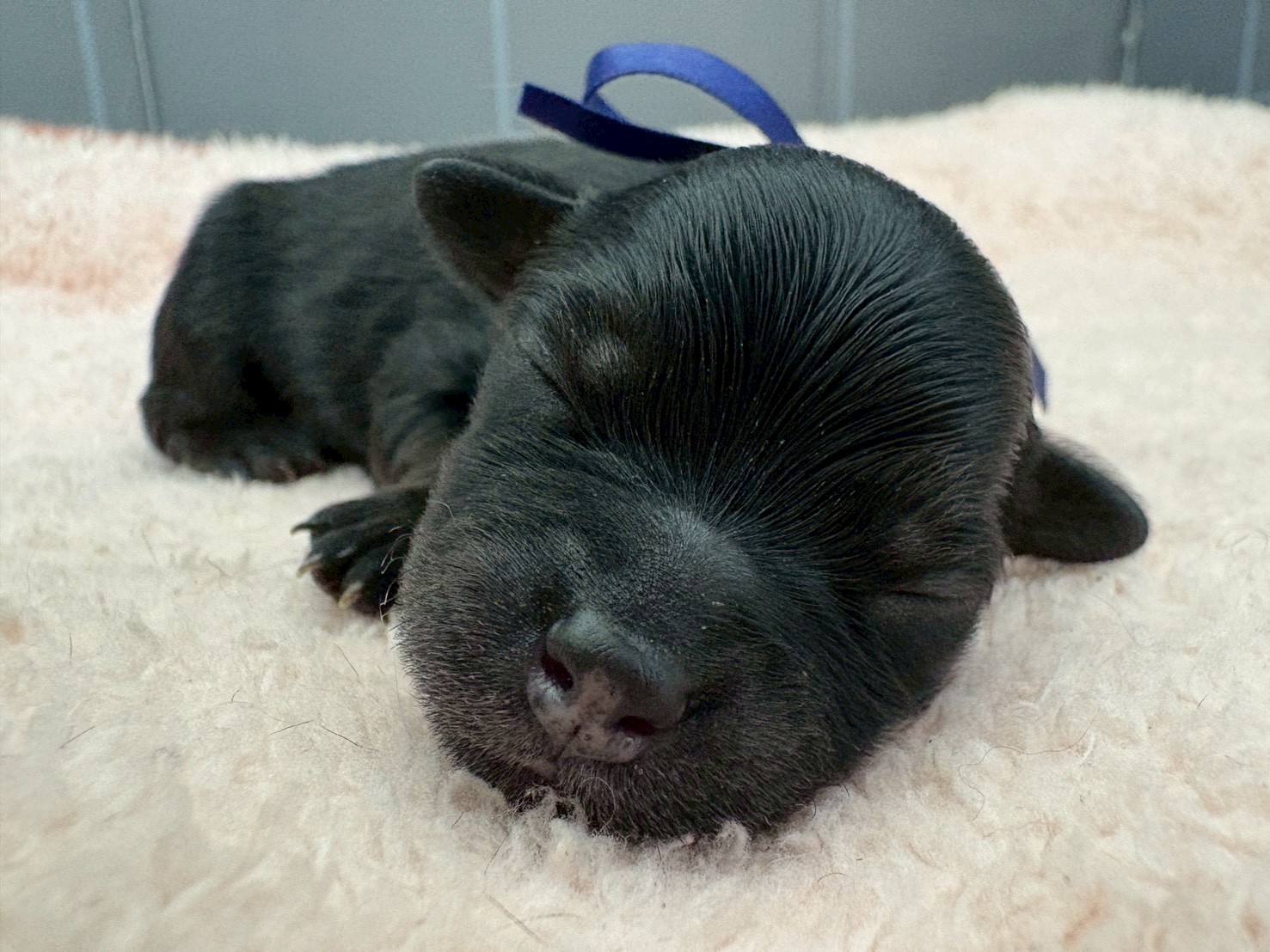 MIX（ハーフ）の赤ちゃん（オス♂）｜ペットショップCoo＆RIKU