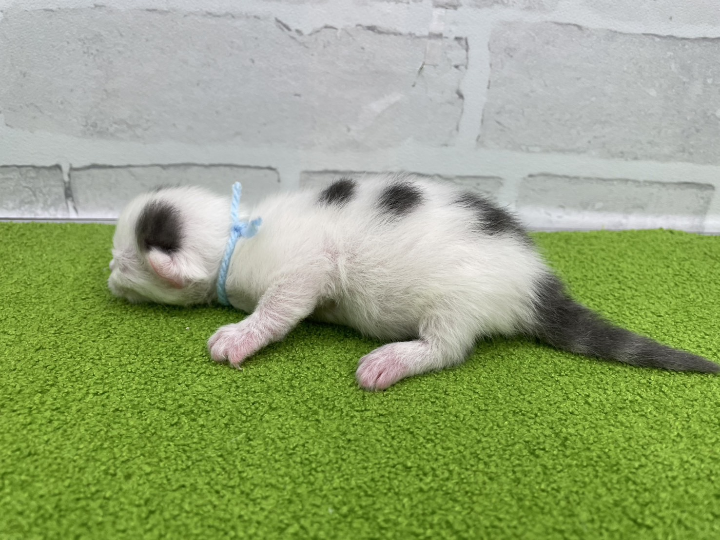 サイベリアンの赤ちゃん（オス♂）｜ペットショップCoo＆RIKU