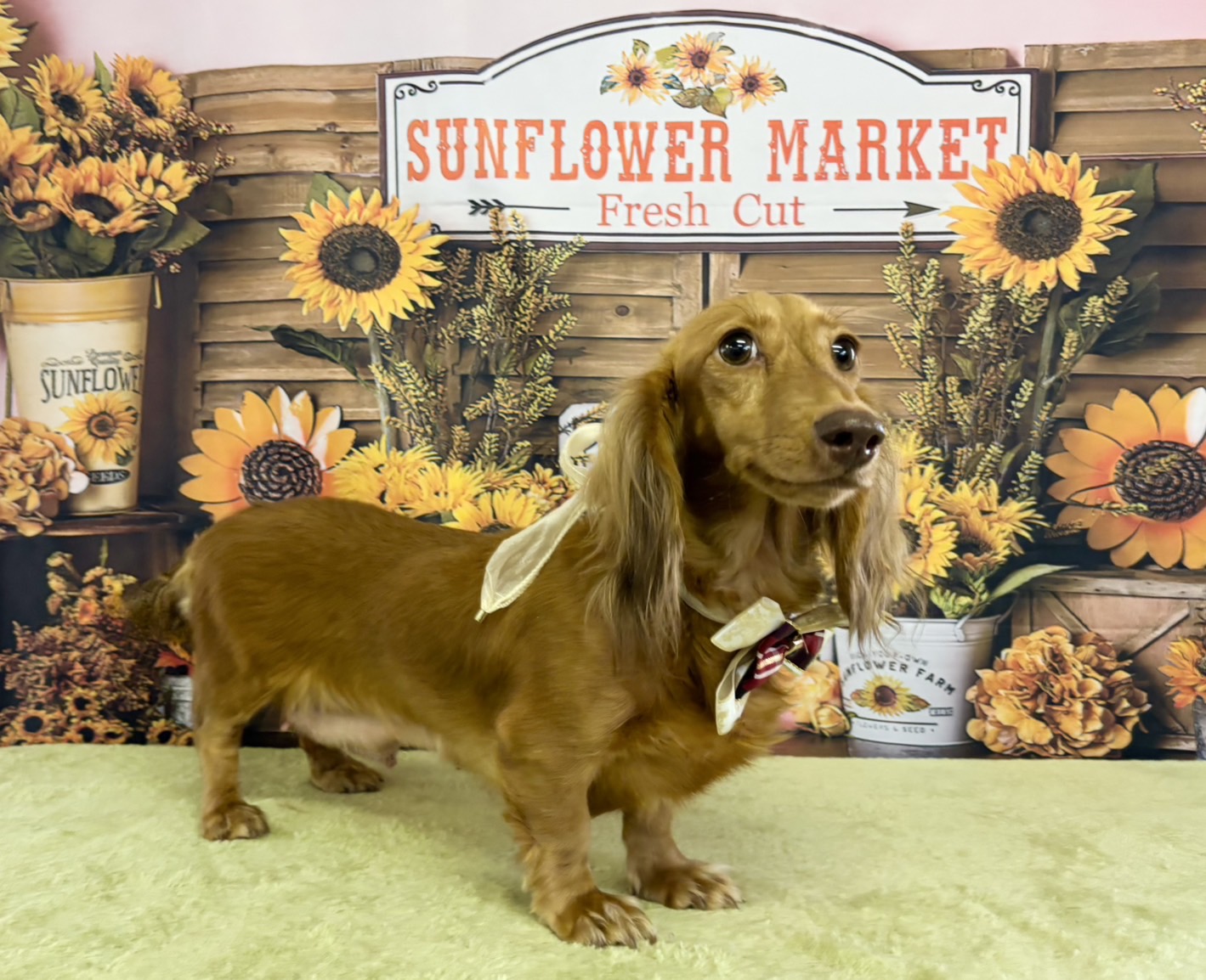 ミニチュア・ダックスフンドの赤ちゃん｜ペットショップCoo＆RIKU