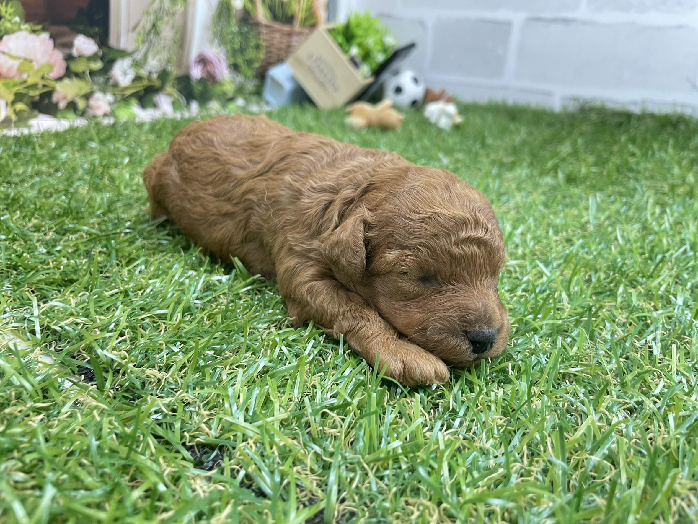 トイ・プードルの赤ちゃん（オス♂）｜ペットショップCoo＆RIKU